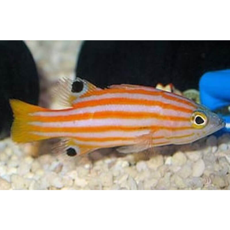 Swales Swissguard | Quarantined Fish