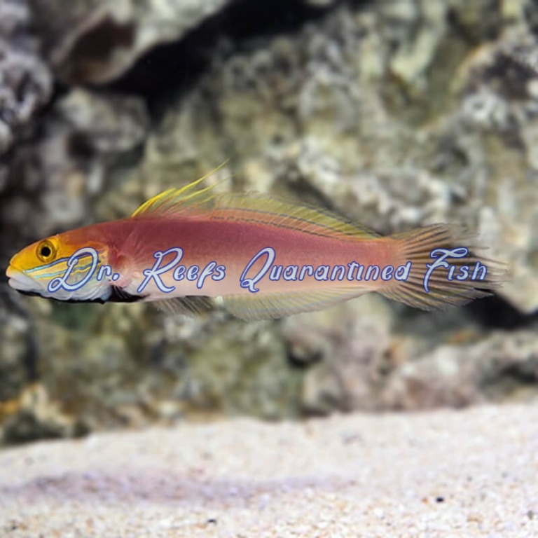 Wheeler Goby & Pistol Shrimp bonded pair | Quarantined Fish