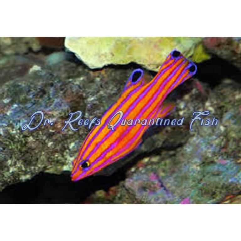 Basslets | Quarantined Fish