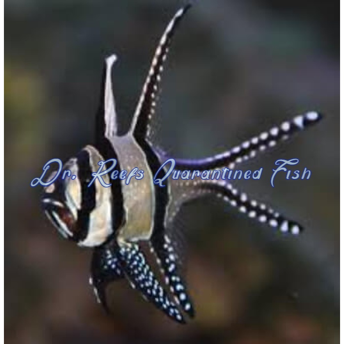 Home | Quarantined Fish