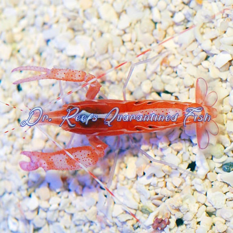 Peppermint Shrimp | Quarantined Fish