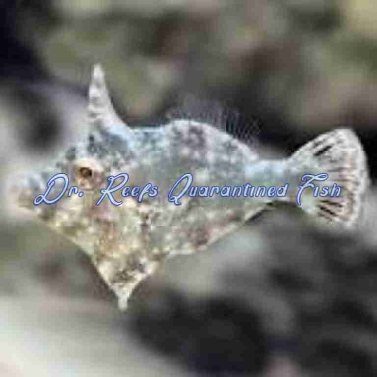 Saltwater Fish | Quarantined Fish