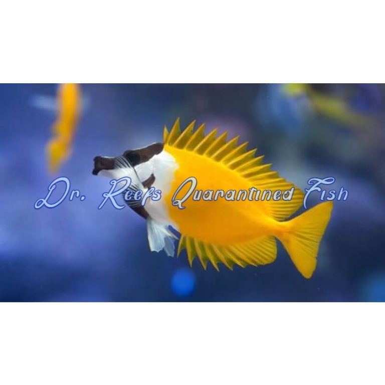 Foxface | Quarantined Fish