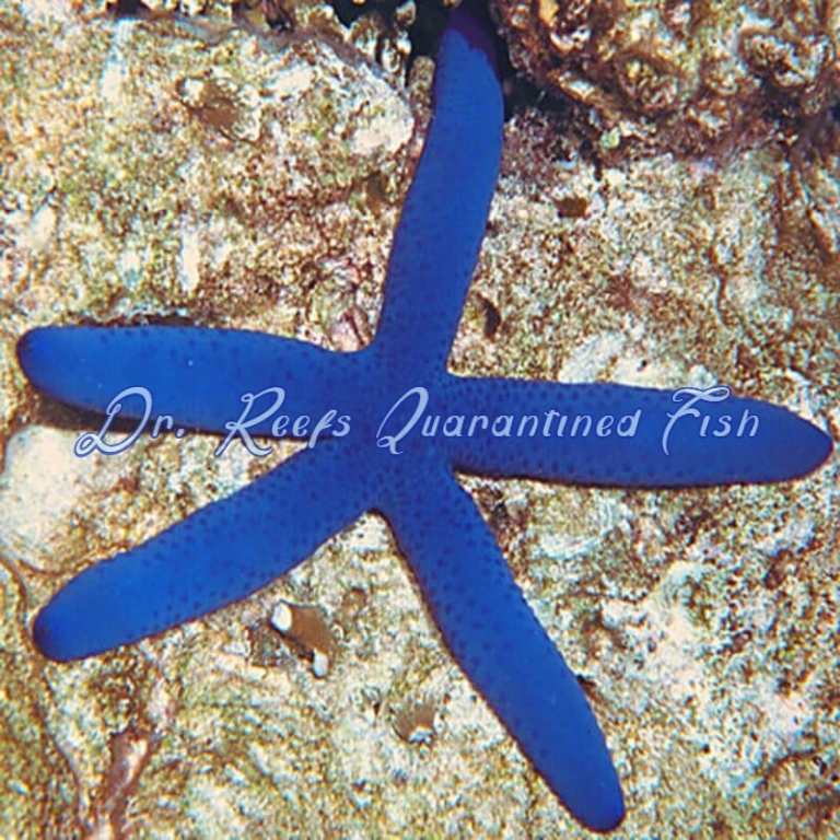Starfish | Quarantined Fish