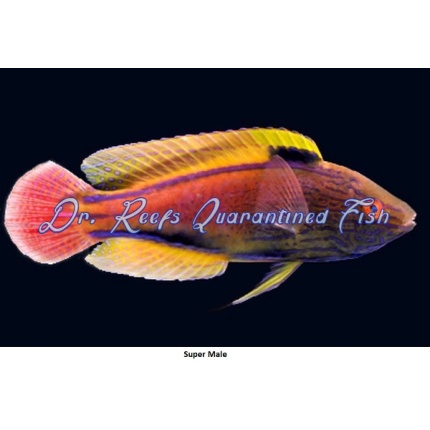 Lineatus Fairy Wrasse (Super Male) | Quarantined Fish