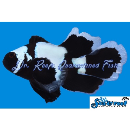 Home | Quarantined Fish