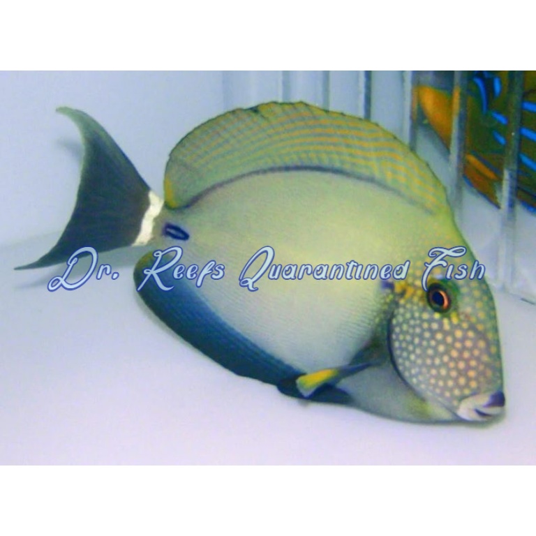 Maculiceps Tang | Quarantined Fish