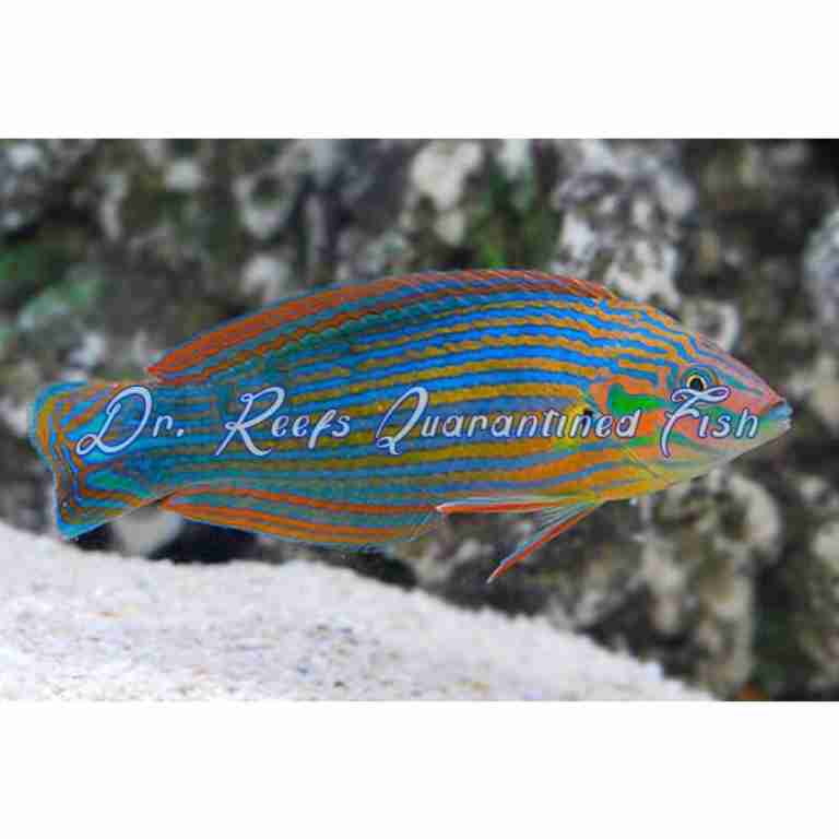 Melanurus Wrasse | Quarantined Fish