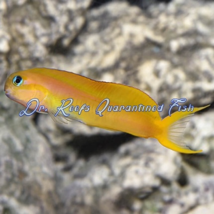 Gladiator Clownfish | Quarantined Fish