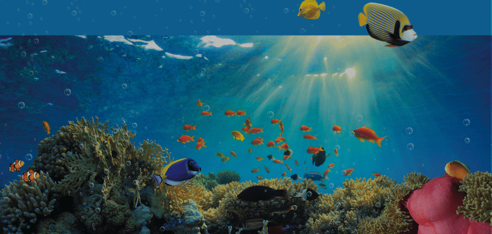 Royal Gramma for Sale: Is This the Perfect Beginner Reef Fish for Your ...