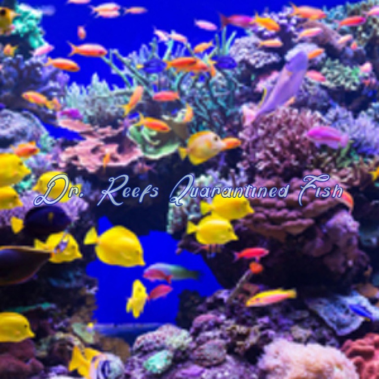 Saltwater Fish | Quarantined Fish