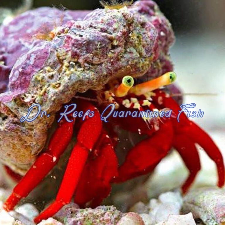 Scarlet Reef Hermit Crab | Quarantined Fish