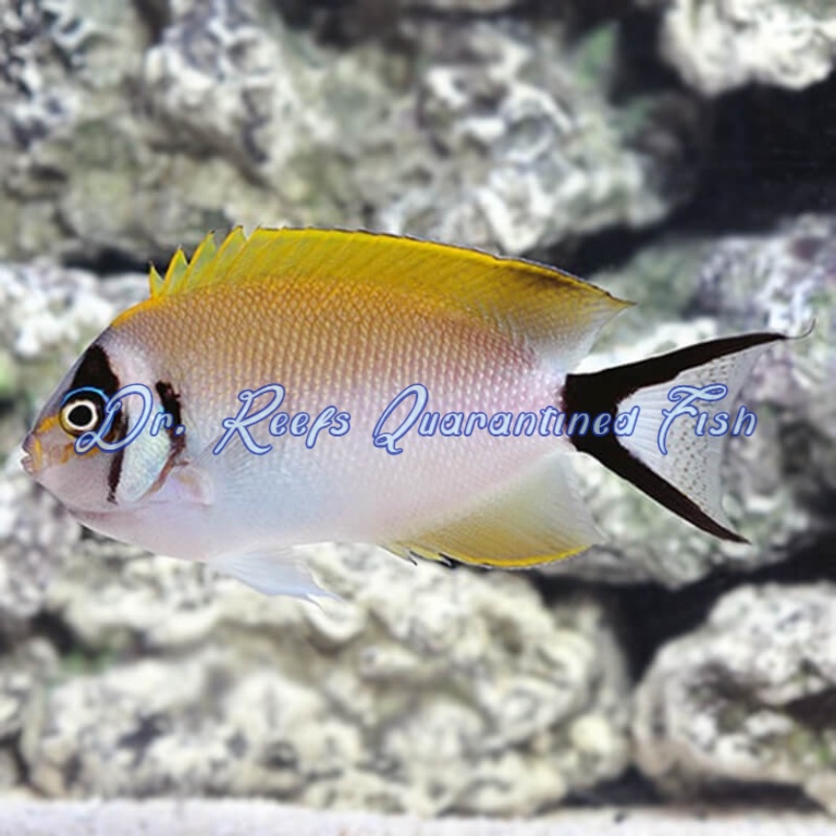 Majestic Angelfish | Quarantined Fish