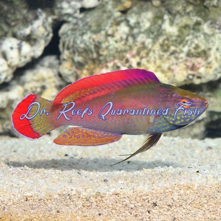 Pink Margin Fairy Wrasse | Quarantined Fish