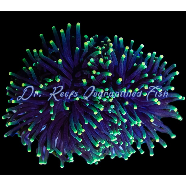 Torch Rasta - Aussie (Per Head) | Quarantined Fish