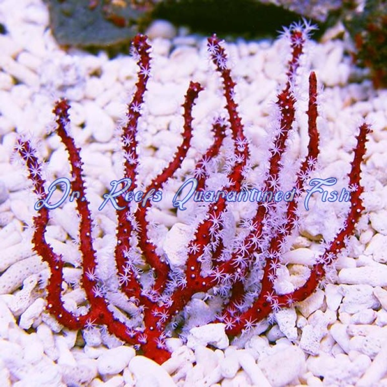 Marine Plants & Algae | Quarantined Fish