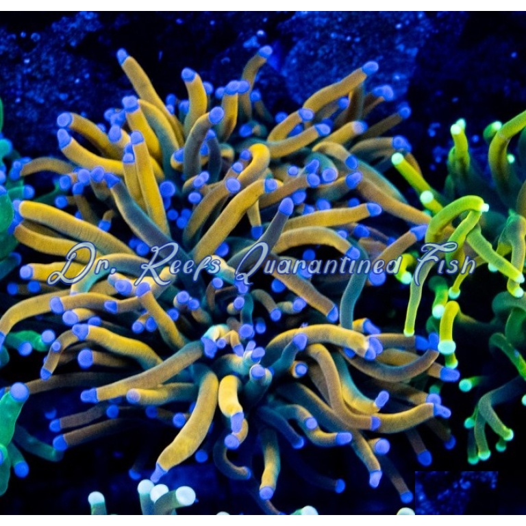 Torch Corals | Quarantined Fish