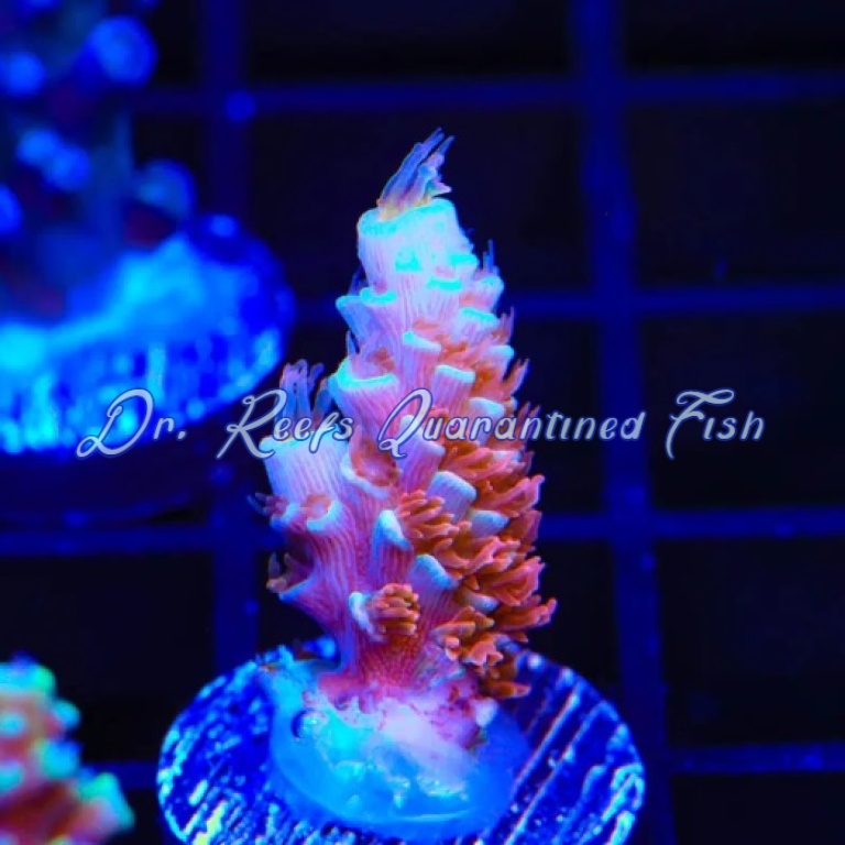 Acropora - Cherry Bomb | Quarantined Fish
