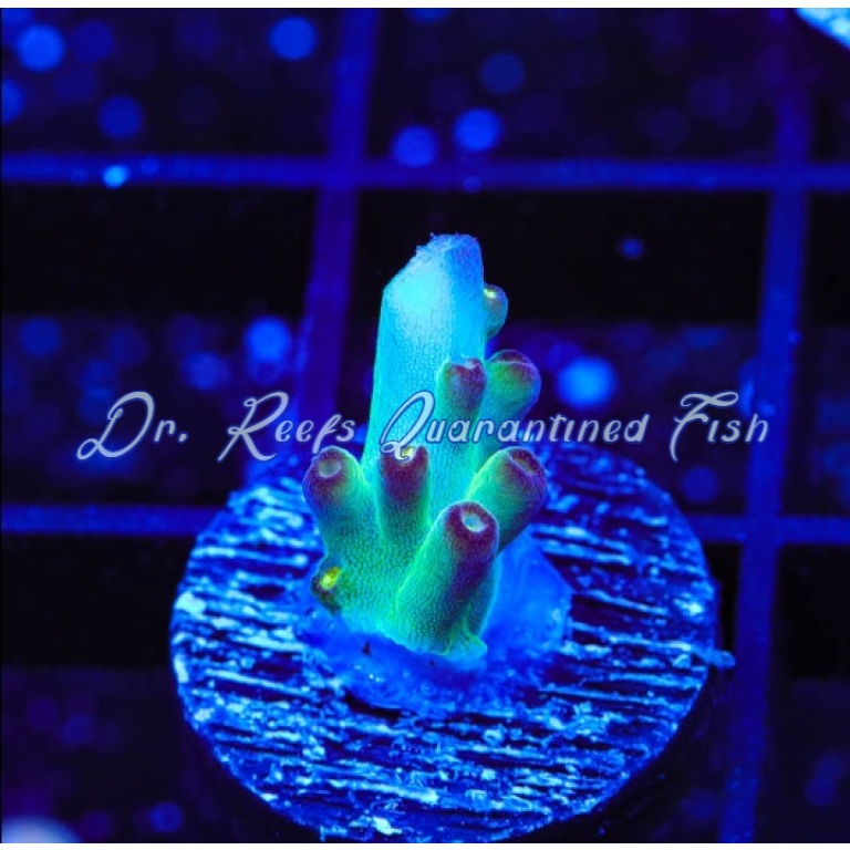 Acropora - Taj Mahal | Quarantined Fish