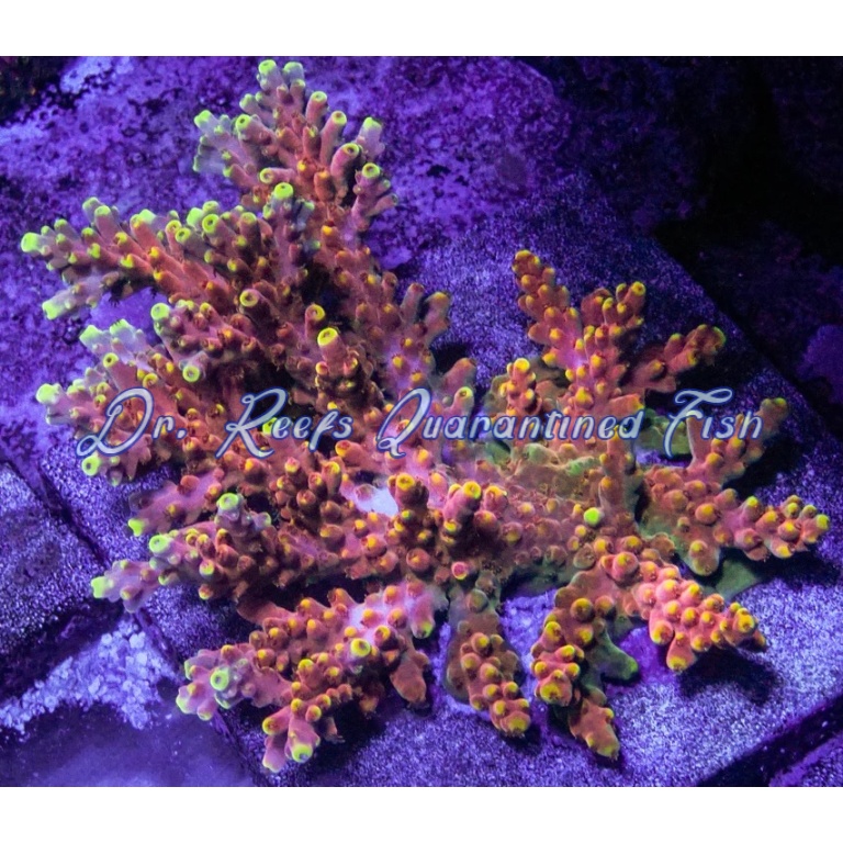 Acropora - Candyland | Quarantined Fish