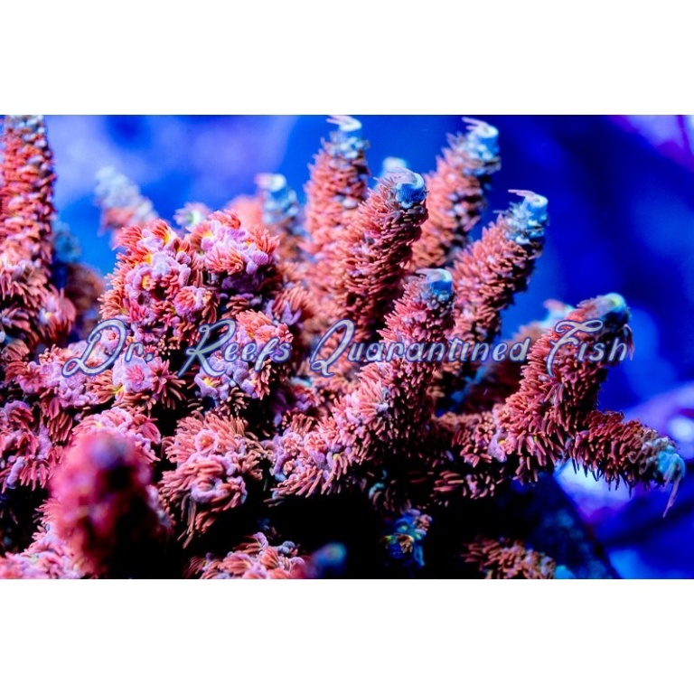 Acropora - Cherry Blast | Quarantined Fish