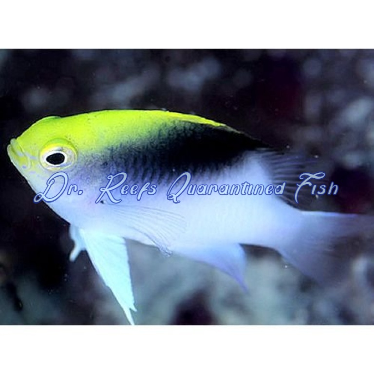 Roland Damsel | Quarantined Fish