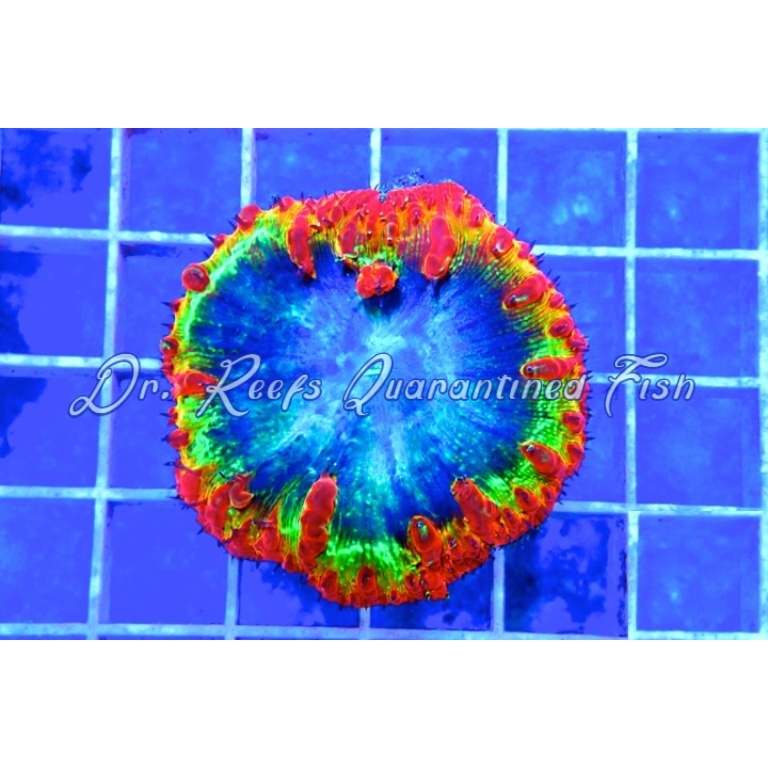 Coral Frags (QT'ed) | Quarantined Fish