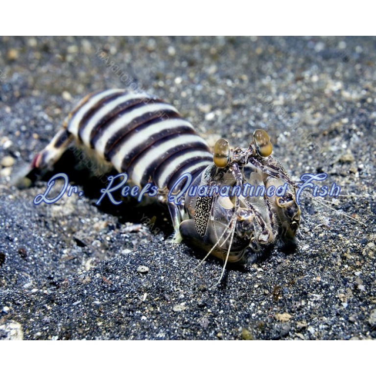 Zebra Mantis | Quarantined Fish
