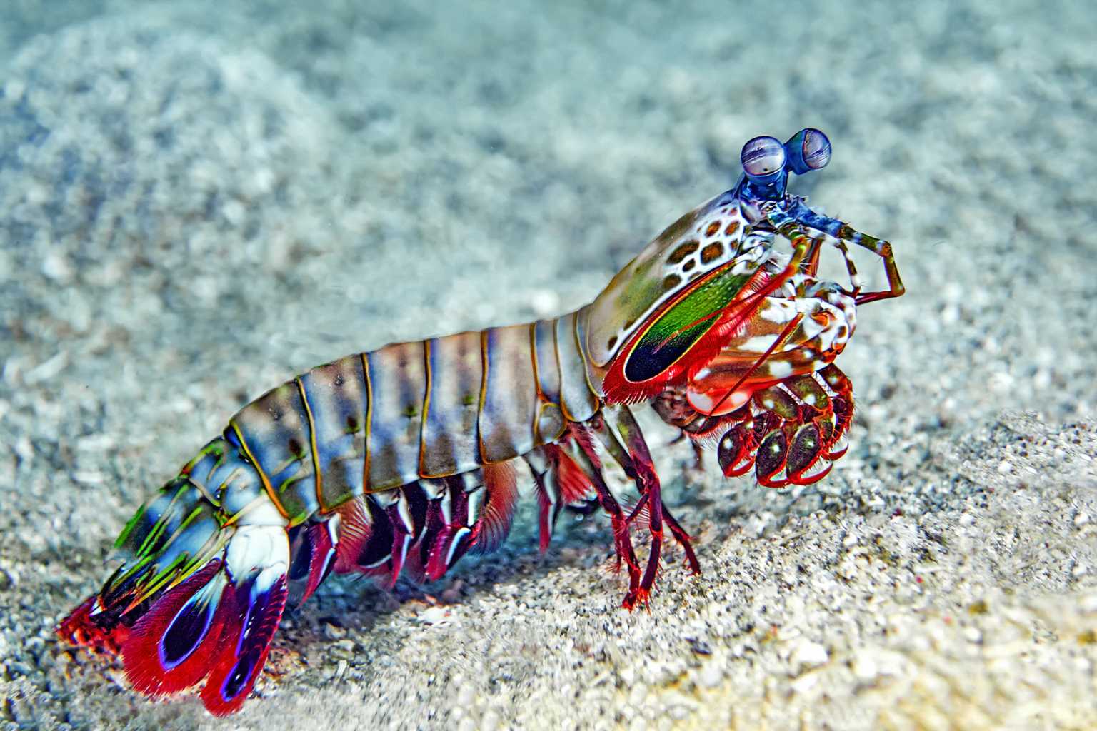 Where to Buy Peacock Mantis Shrimp | Quarantined Fish