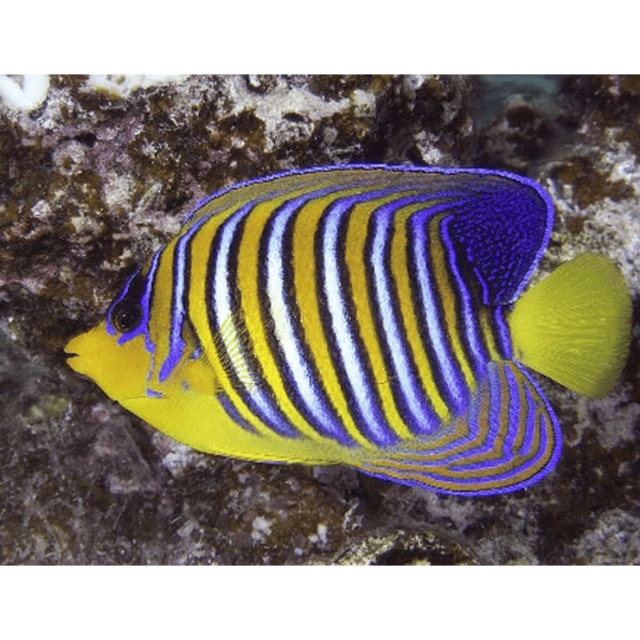 Where to Buy Saltwater Fish Online | Quarantined Fish