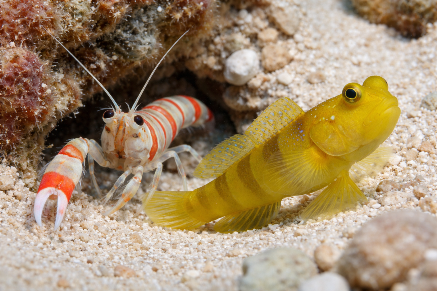 Pistol Shrimp and Goby Pair | Quarantined Fish