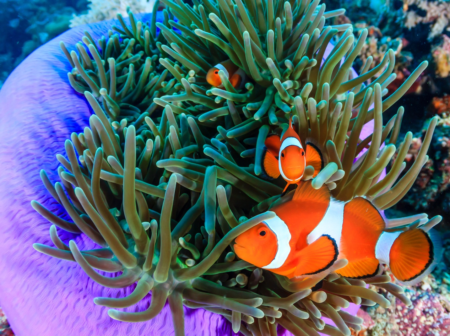 What Do Clownfish Eat? | Quarantined Fish