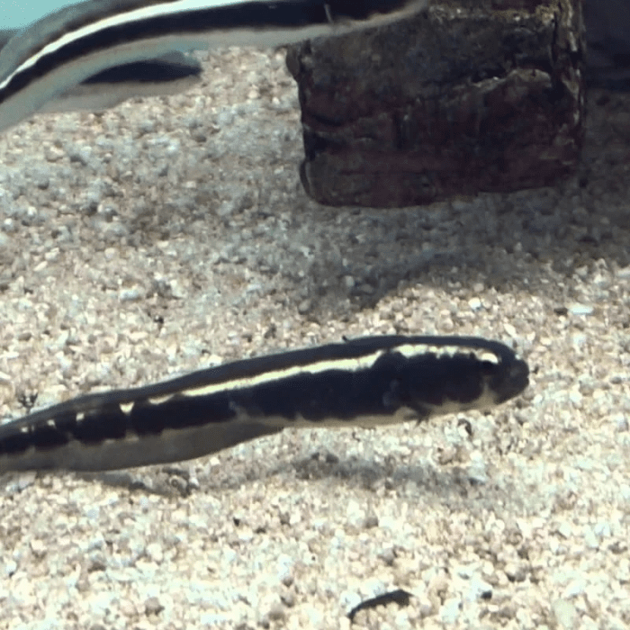 What Do Engineer Gobies Eat? | Quarantined Fish
