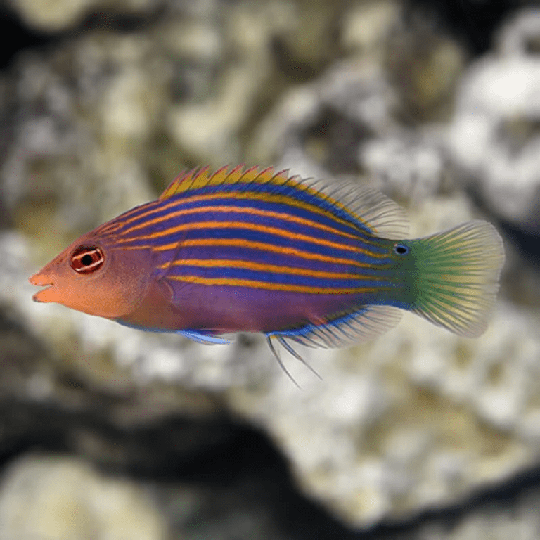 What Do Six Line Wrasse Eat? | Quarantined Fish