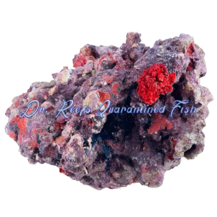Saltwater Live Rock for Sale: Benefits, Types, and How To Choose the ...